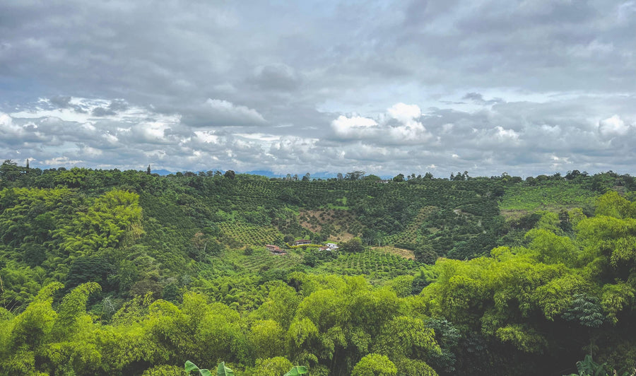 Nativa - Specialty Colombian Coffee