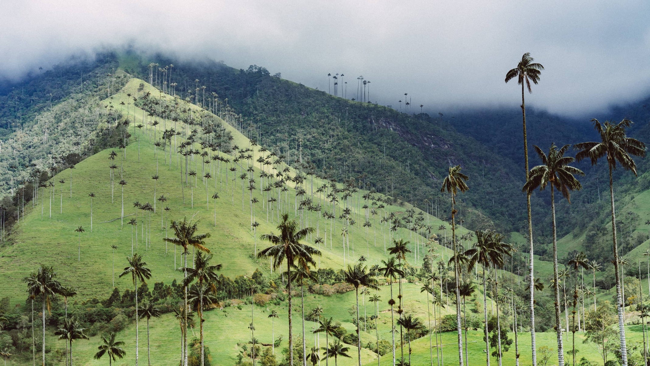 Nativa - Specialty Colombian Coffee
